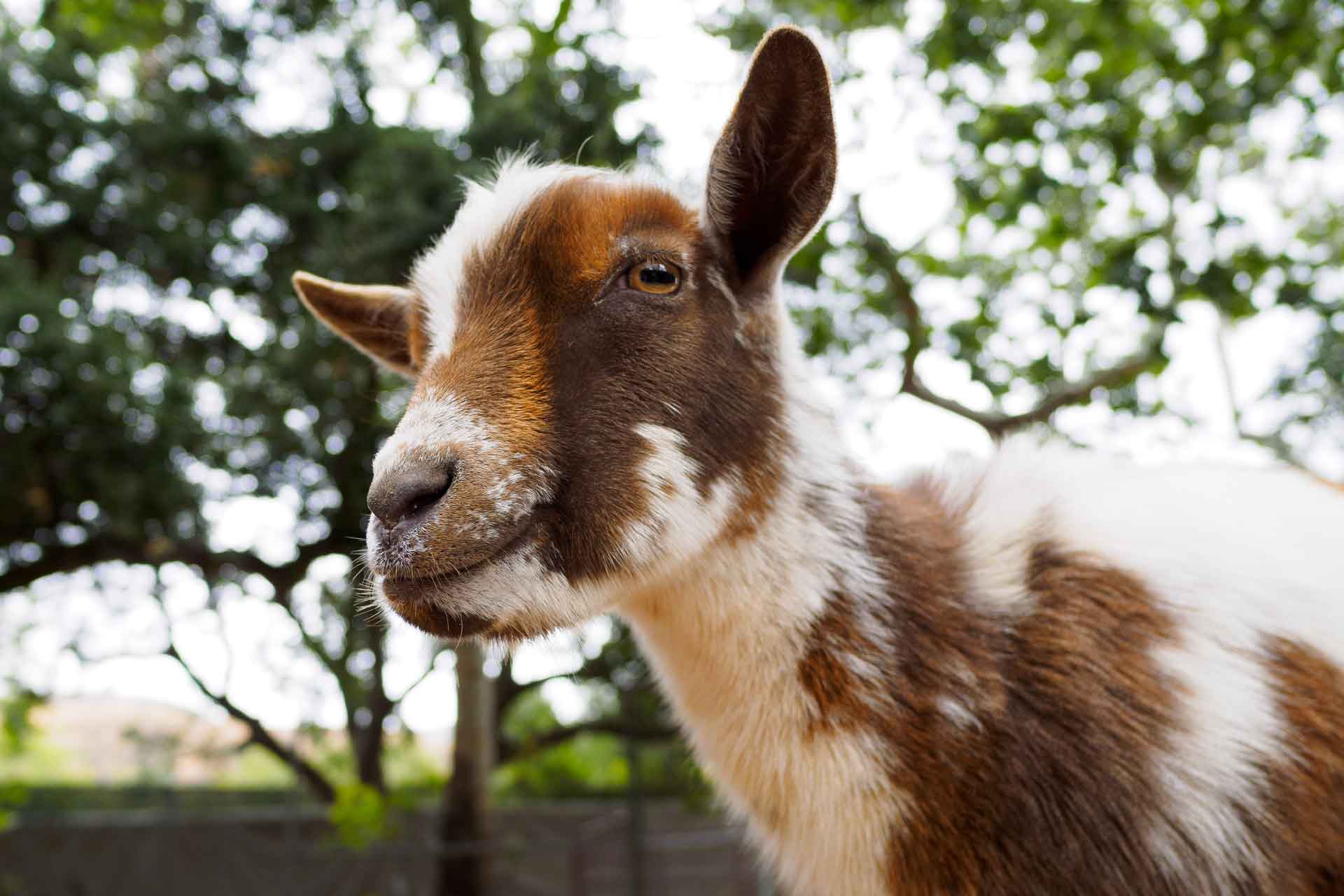 Pirbright supports eradication campaign of livestock virus | News | The ...