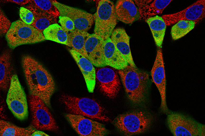 Advance in the hunt for African swine fever vaccine | News | The ...