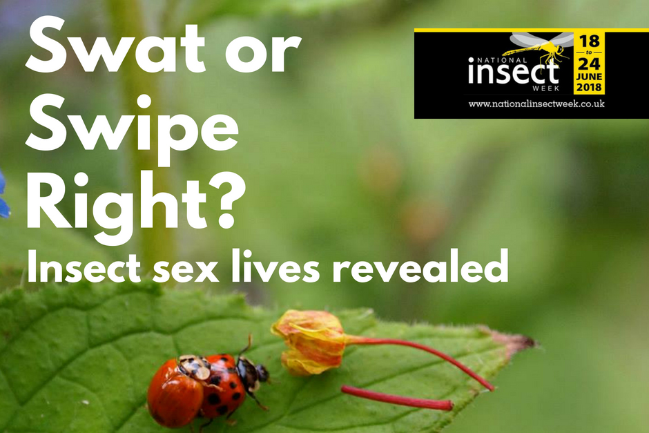 Swat or swipe-right? Insect sex lives revealed | News | The Pirbright ...