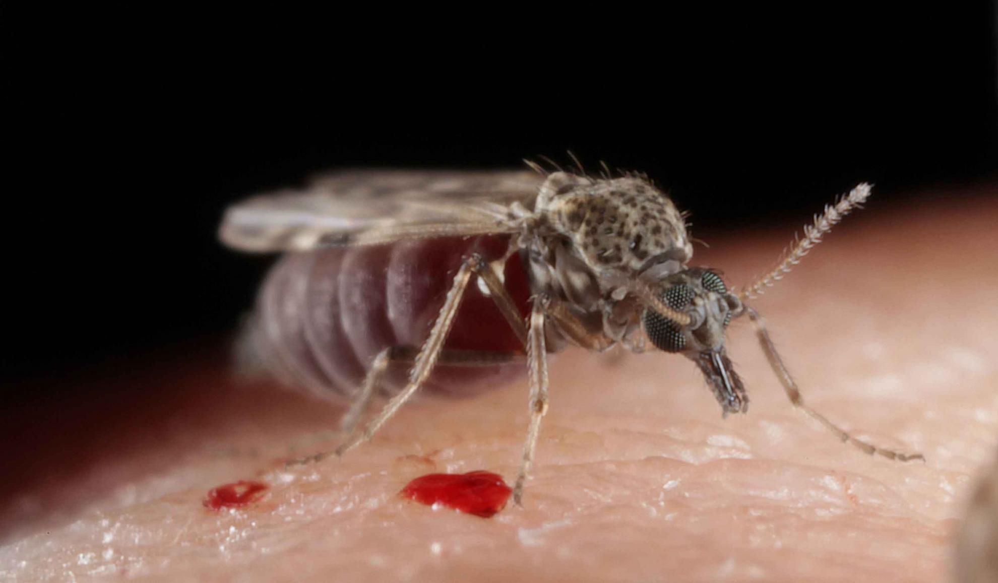Entomology | Research group | The Pirbright Institute