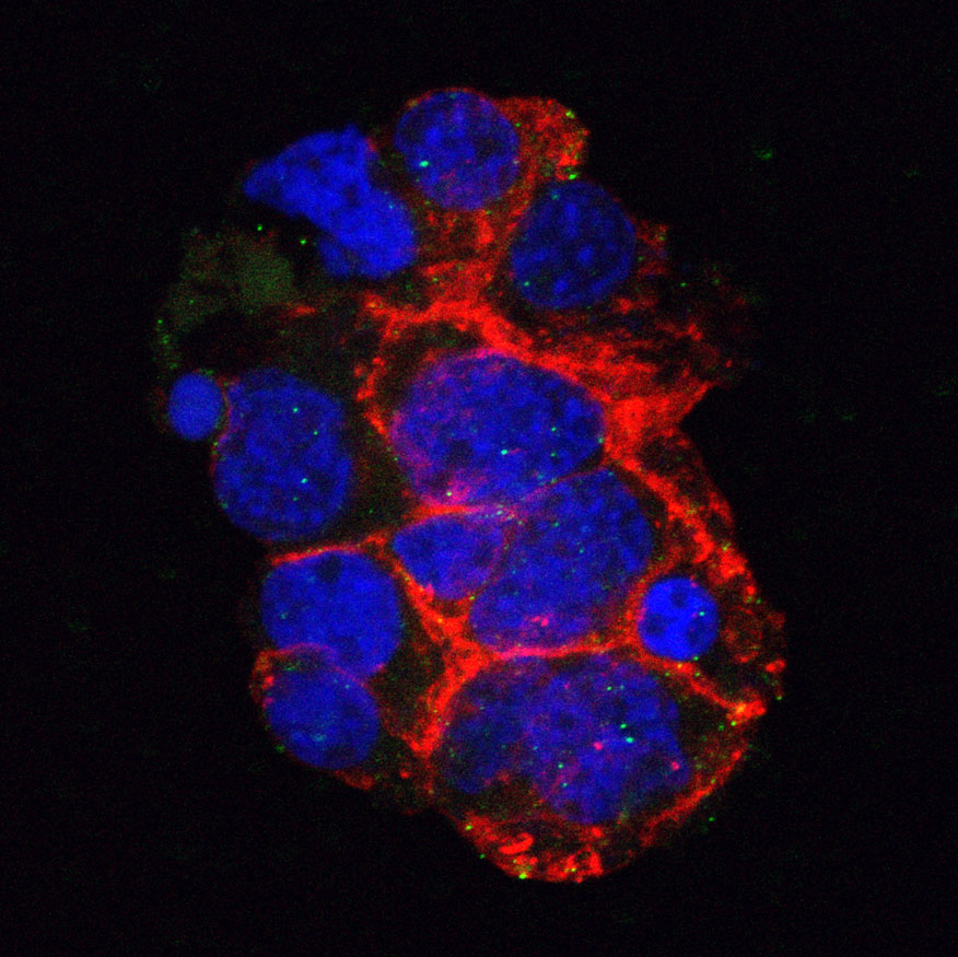 Lumpy skin disease virus | Virus | The Pirbright Institute