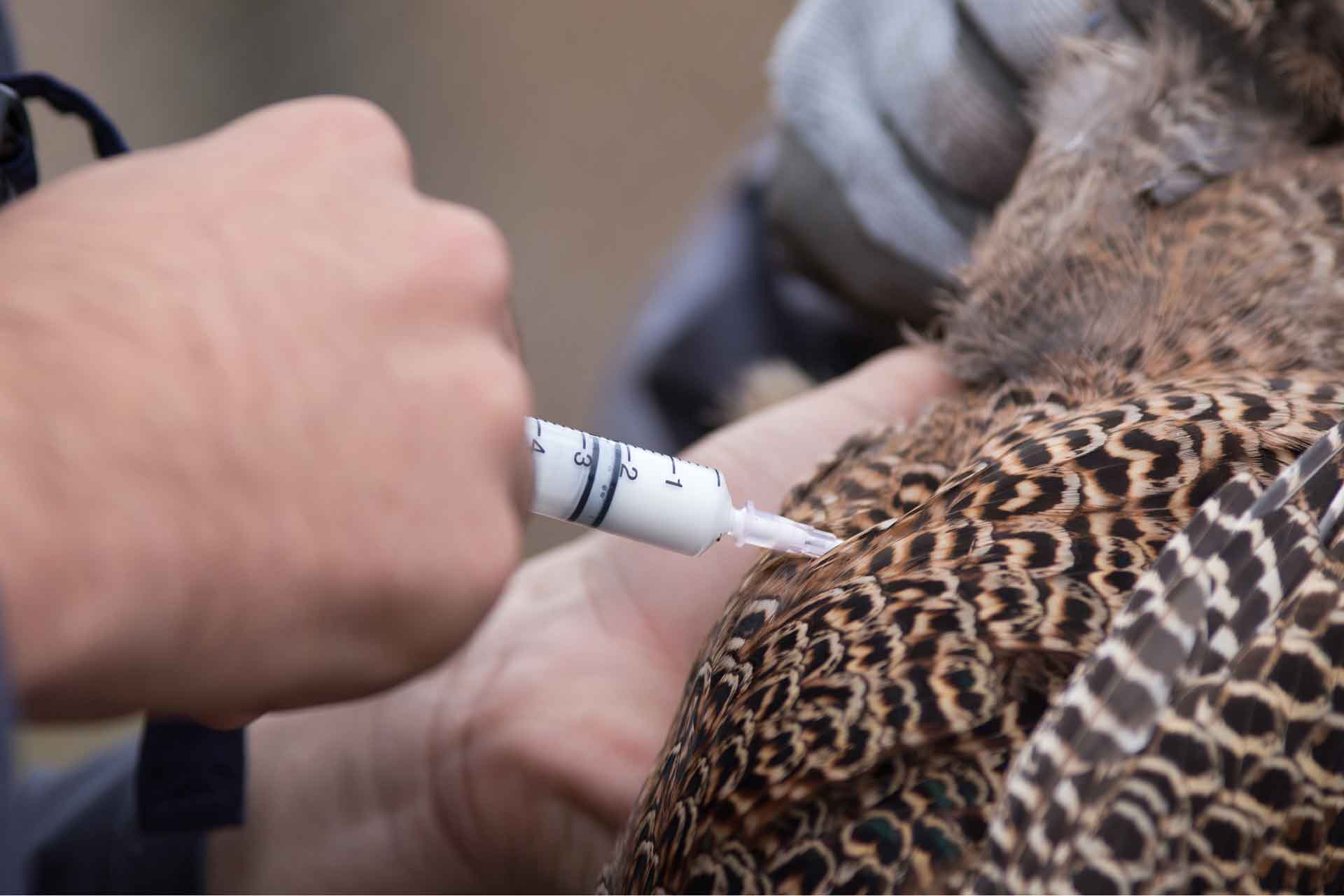 Pirbright scientists share new protocol for creating vaccines that ...