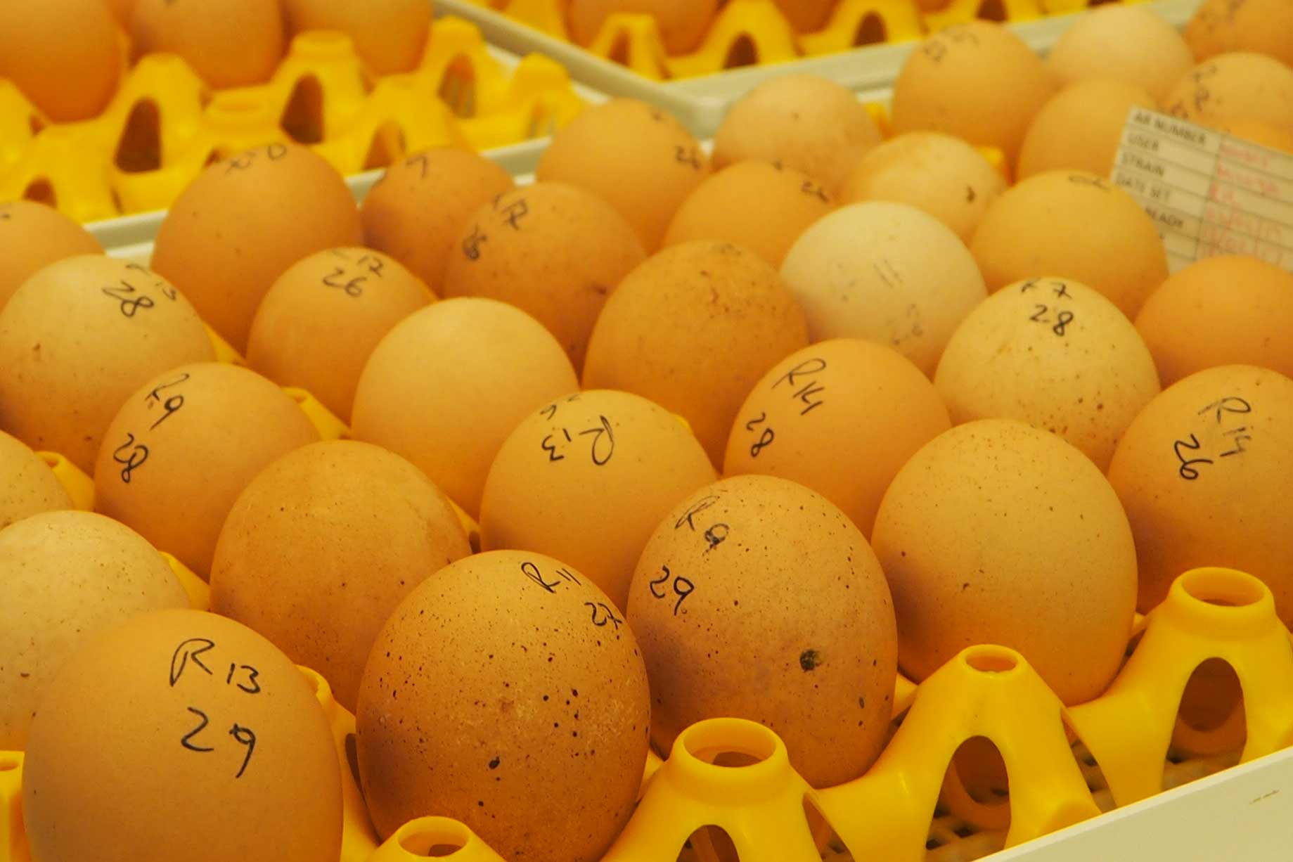 Pirbright scientists identify mutation hotspots that may inform ...