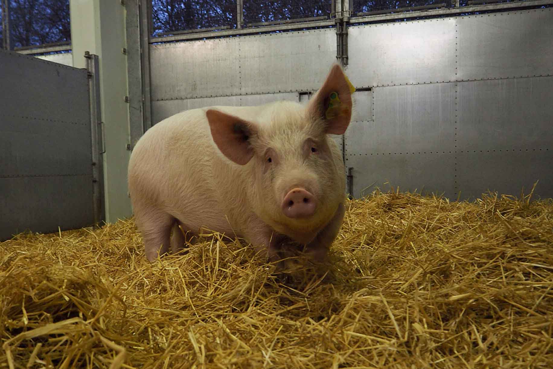 Study shows African Swine Fever rapidly undermines pigs’ immune system ...