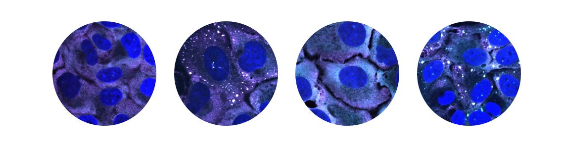 Viral Stress Responses | Research group | The Pirbright Institute